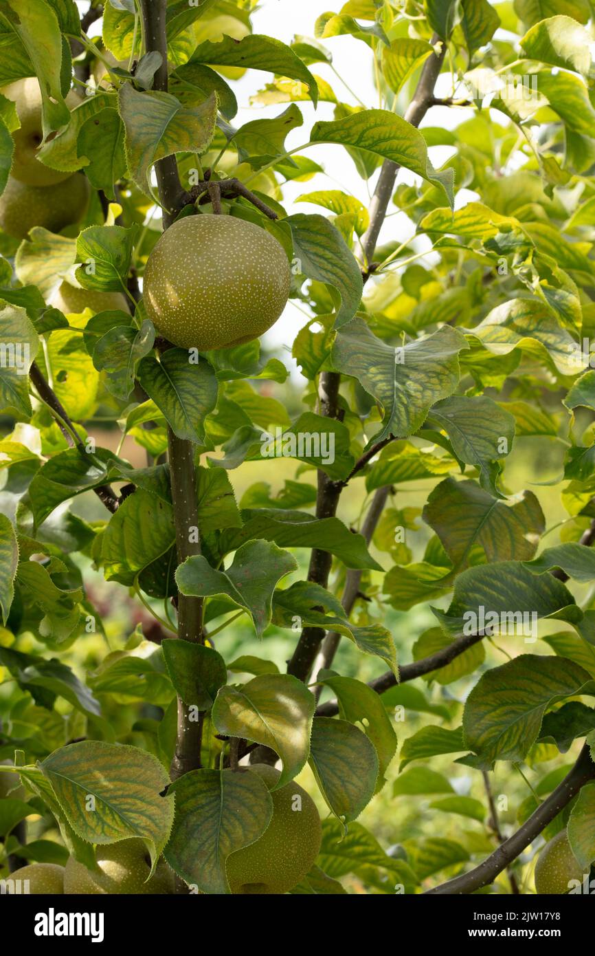 Asian pear kosui hi-res stock photography and images - Alamy
