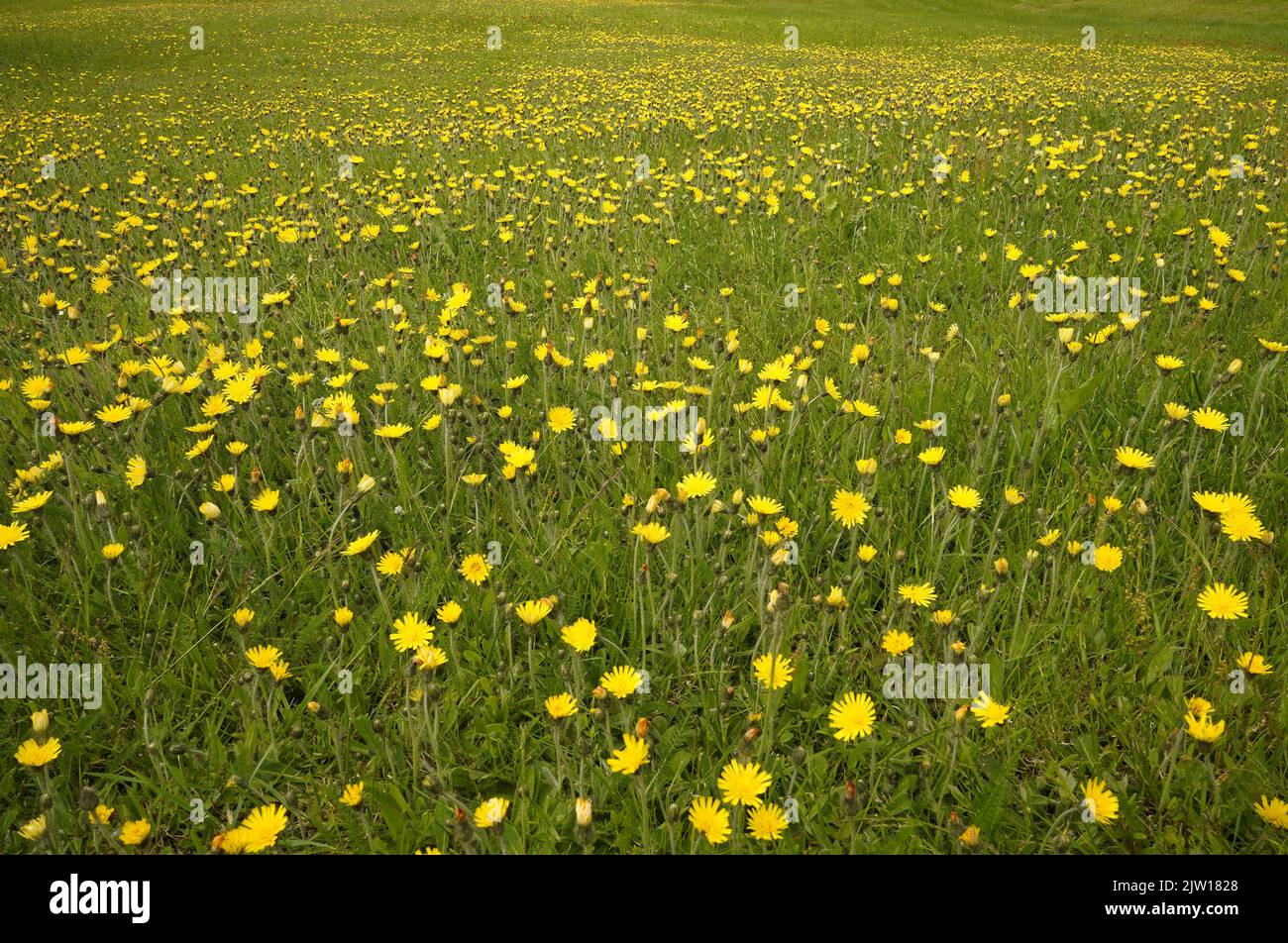Mouse-eared Hawkweed (Hieracium pilosella) in a field on Prince Edward ...