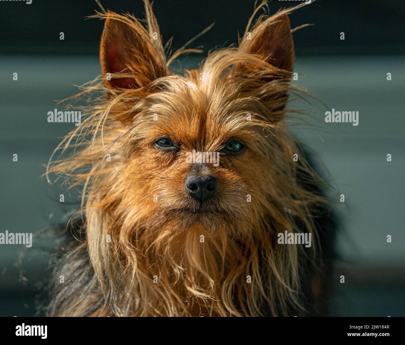 A portrait of a serious-looking Yorkshire Terrier staring at the camera ...