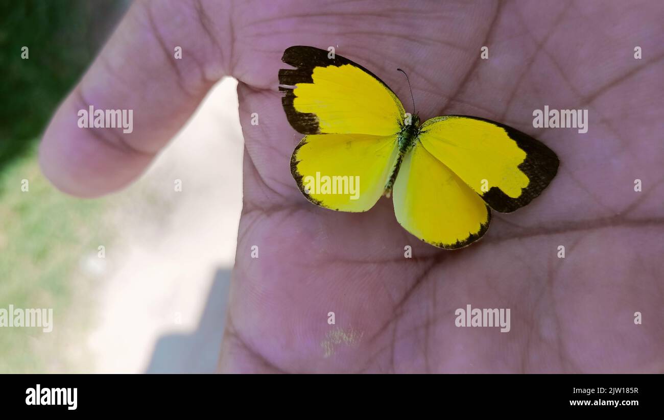 Beautiful yellow butterfly in my hand Stock Photo - Alamy
