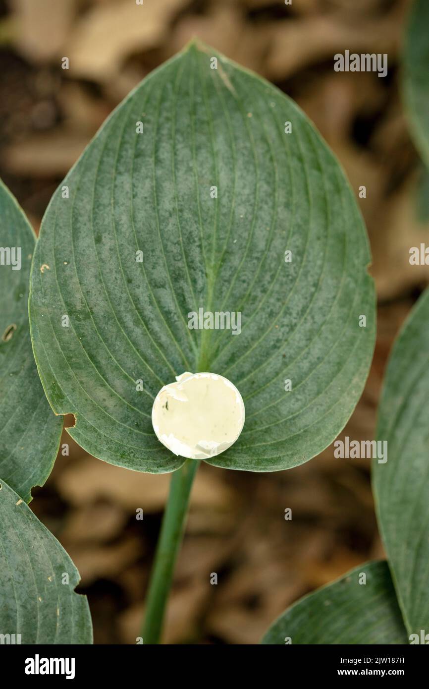 Close-up semi-abstract natural plant portrait of Hosta 'Buckshaw Blue ...
