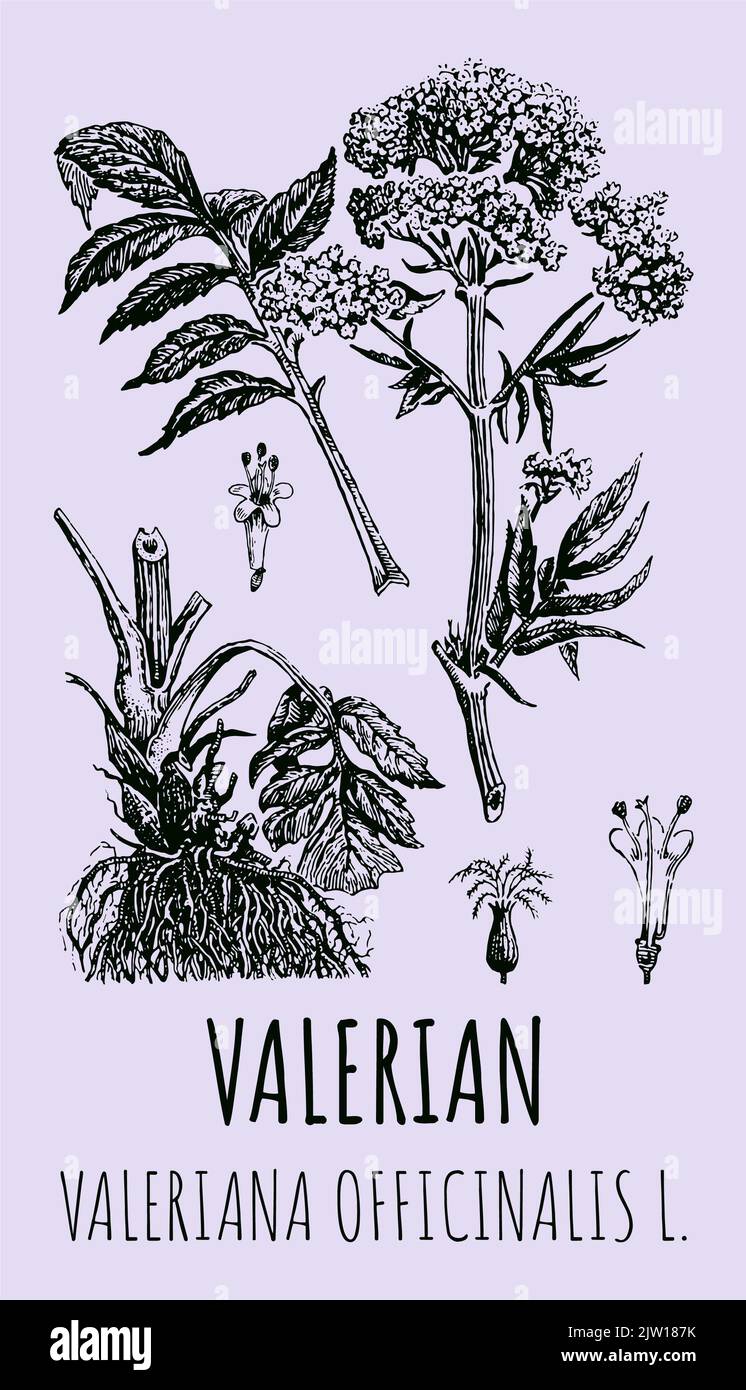 Vector drawings of valerian officinalis. Hand drawn illustration. Latin ...