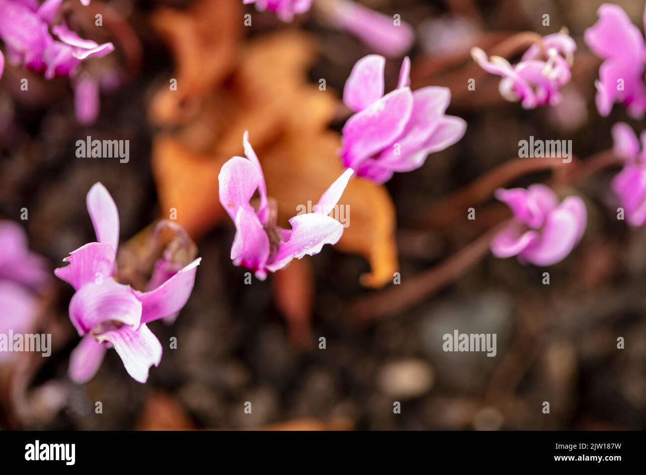 Very close up Cyclamen Hederifolium, natural environmental flower ...