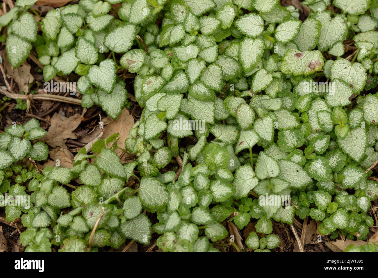 Natural patterns and textures, Lamium maculatum 'White Nancy’, spotted ...