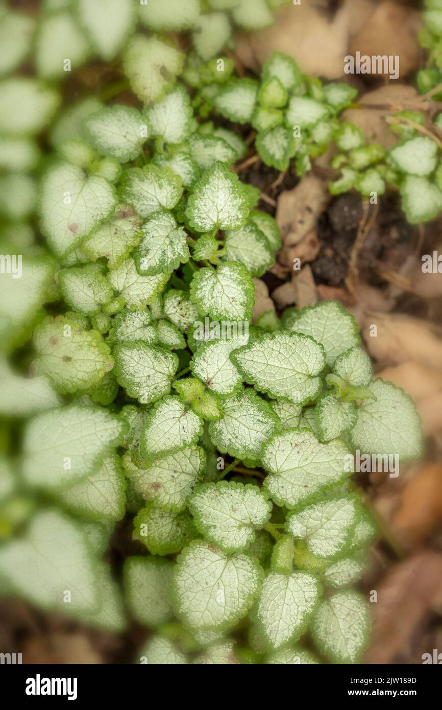 Natural patterns and textures, Lamium maculatum 'White Nancy’, spotted ...