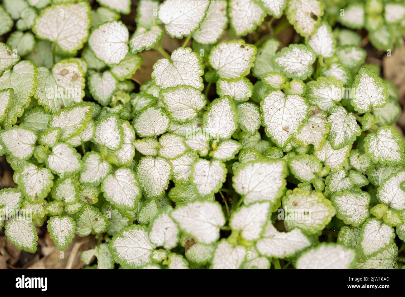 Natural patterns and textures, Lamium maculatum 'White Nancy’, spotted ...