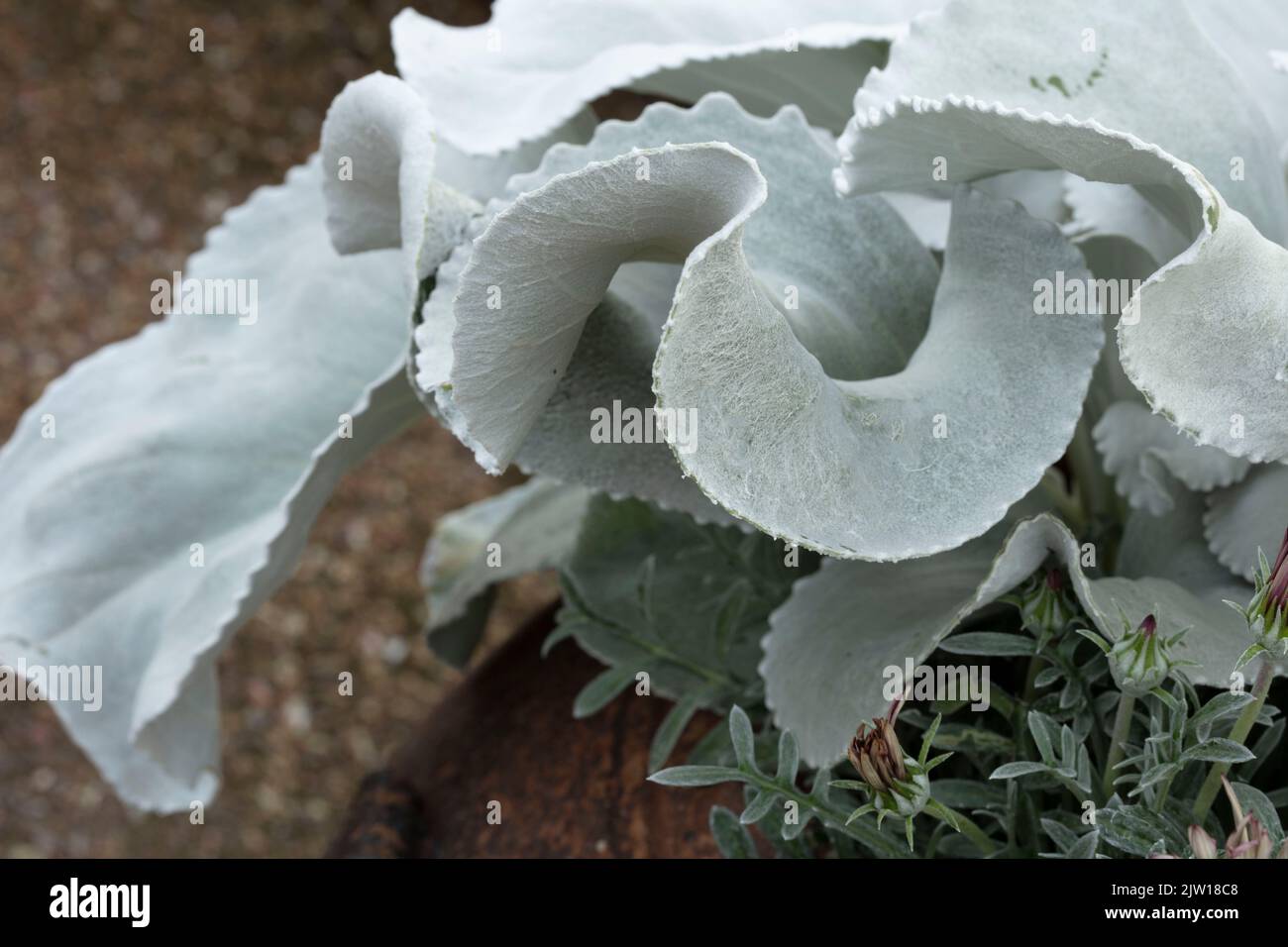 Senecio candicans angel wings hi-res stock photography and images - Alamy