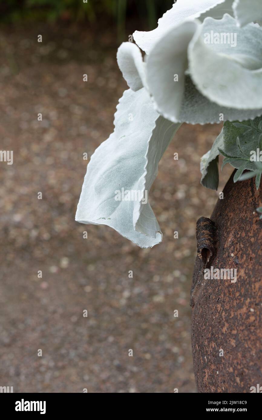 Calming Senecio candidans Angel Wings, Senecio candidans ‘Senaw’PBR ...
