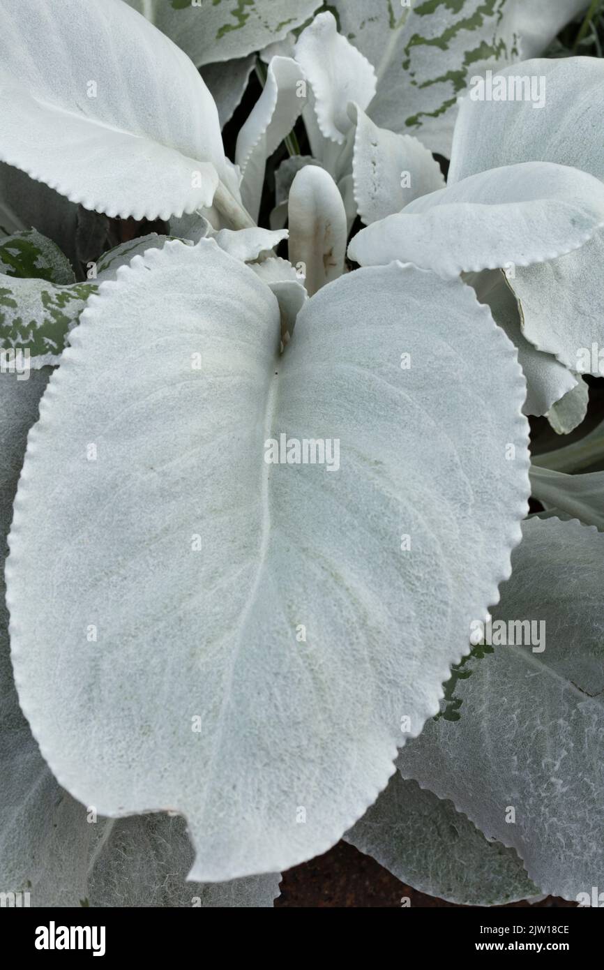 Calming Senecio candidans Angel Wings, Senecio candidans ‘Senaw’PBR ...