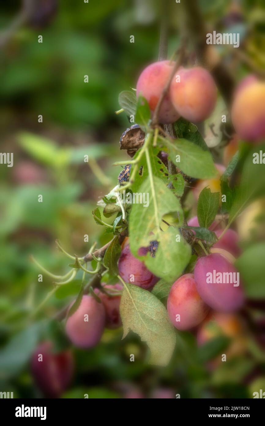 St julien plum hi-res stock photography and images - Alamy