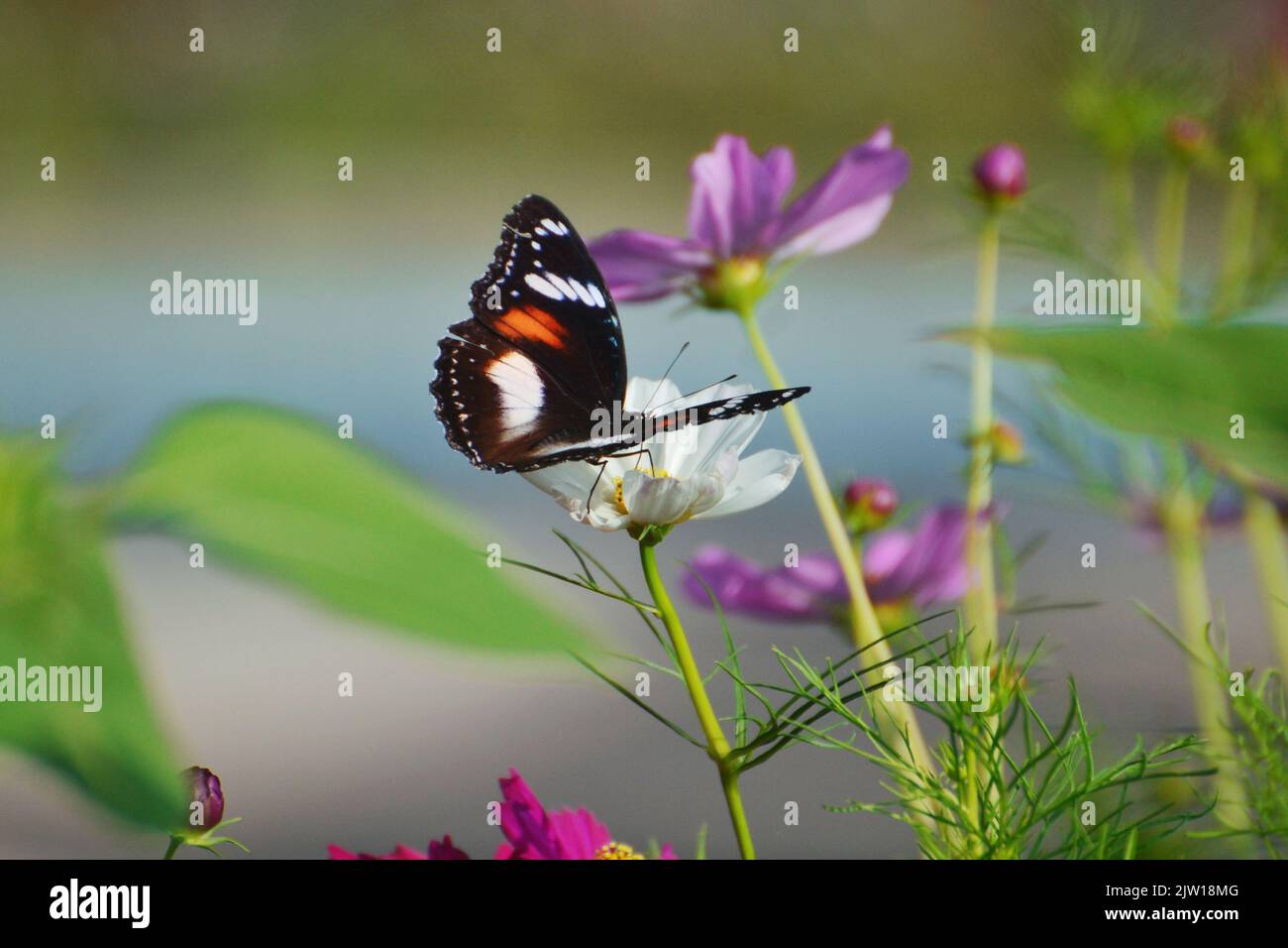 A macro of a beautiful Blue Moon butterfly collecting pollen from Stock ...