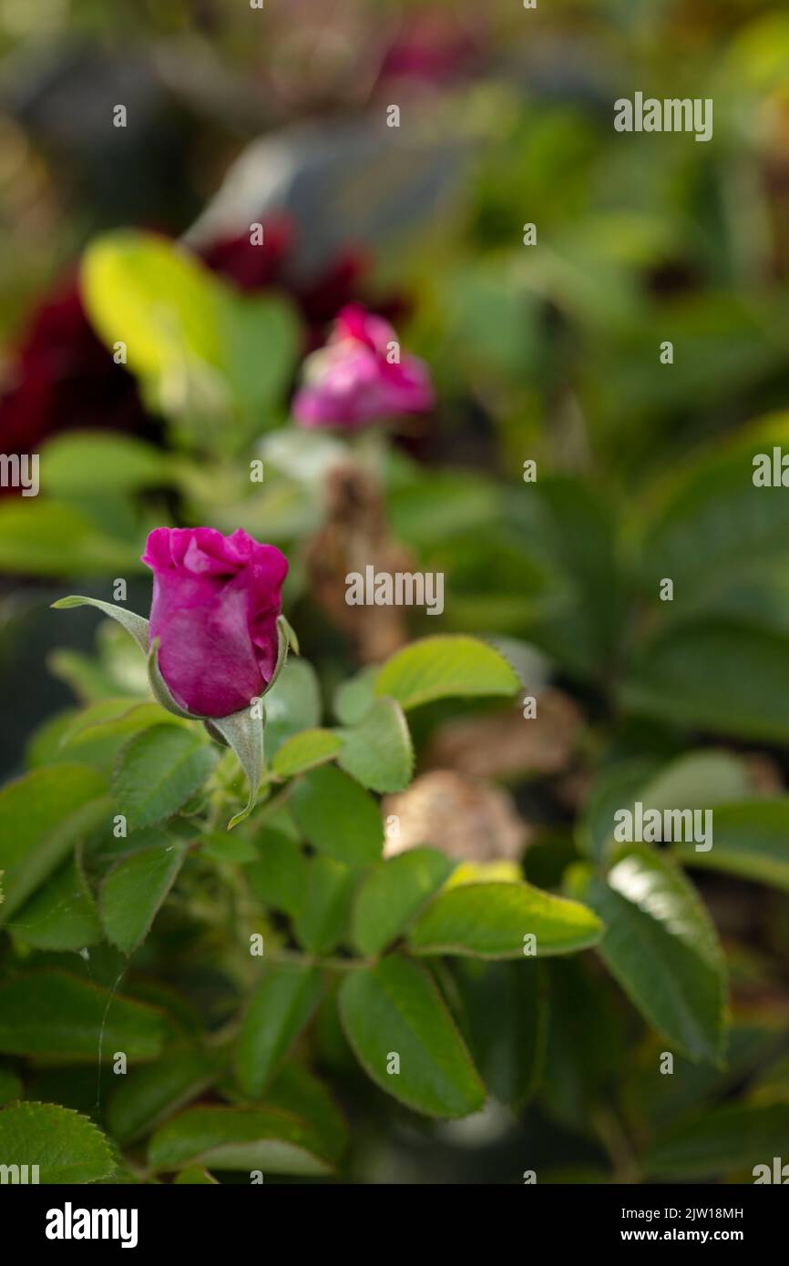 Black spot rose cut hi-res stock photography and images - Alamy