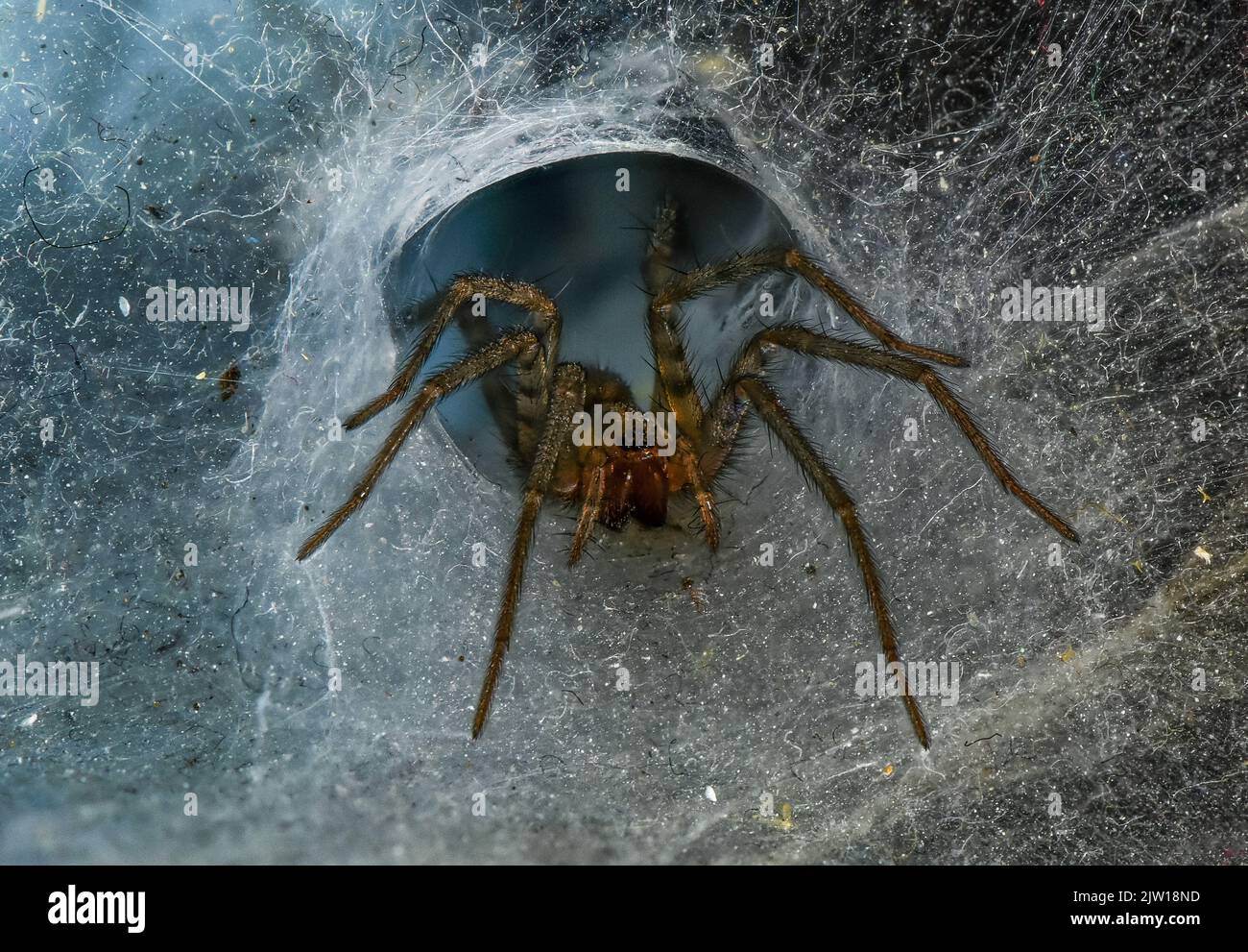 A macro of a Tegenaria Domestica spider walking through its webs Stock ...
