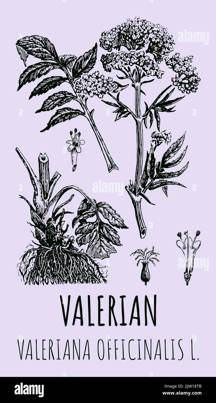 Vector drawings of valerian officinalis. Hand drawn illustration. Latin ...