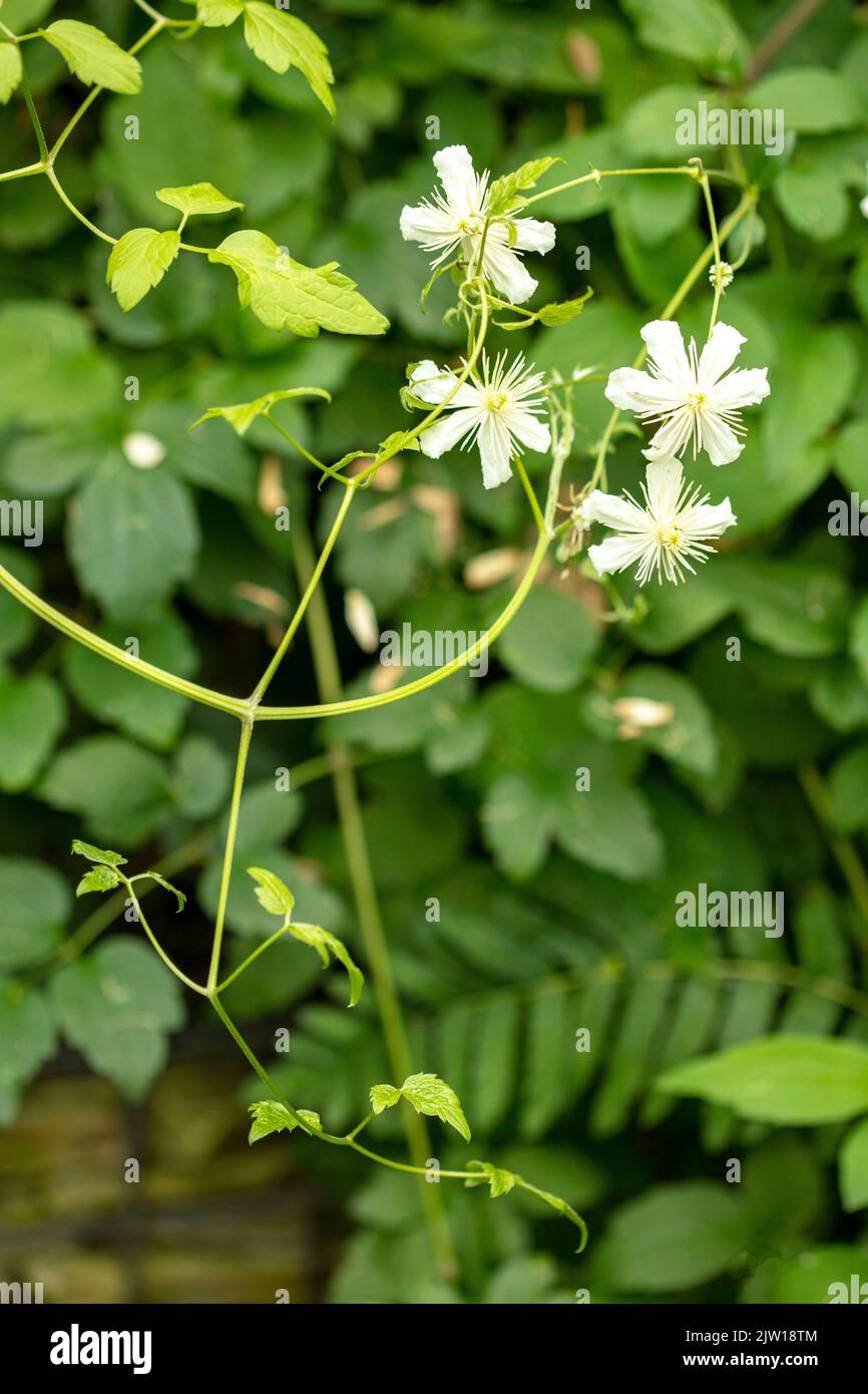 Natural close up plant portrait of Clematis 'Paul Farges’, Clematis ...