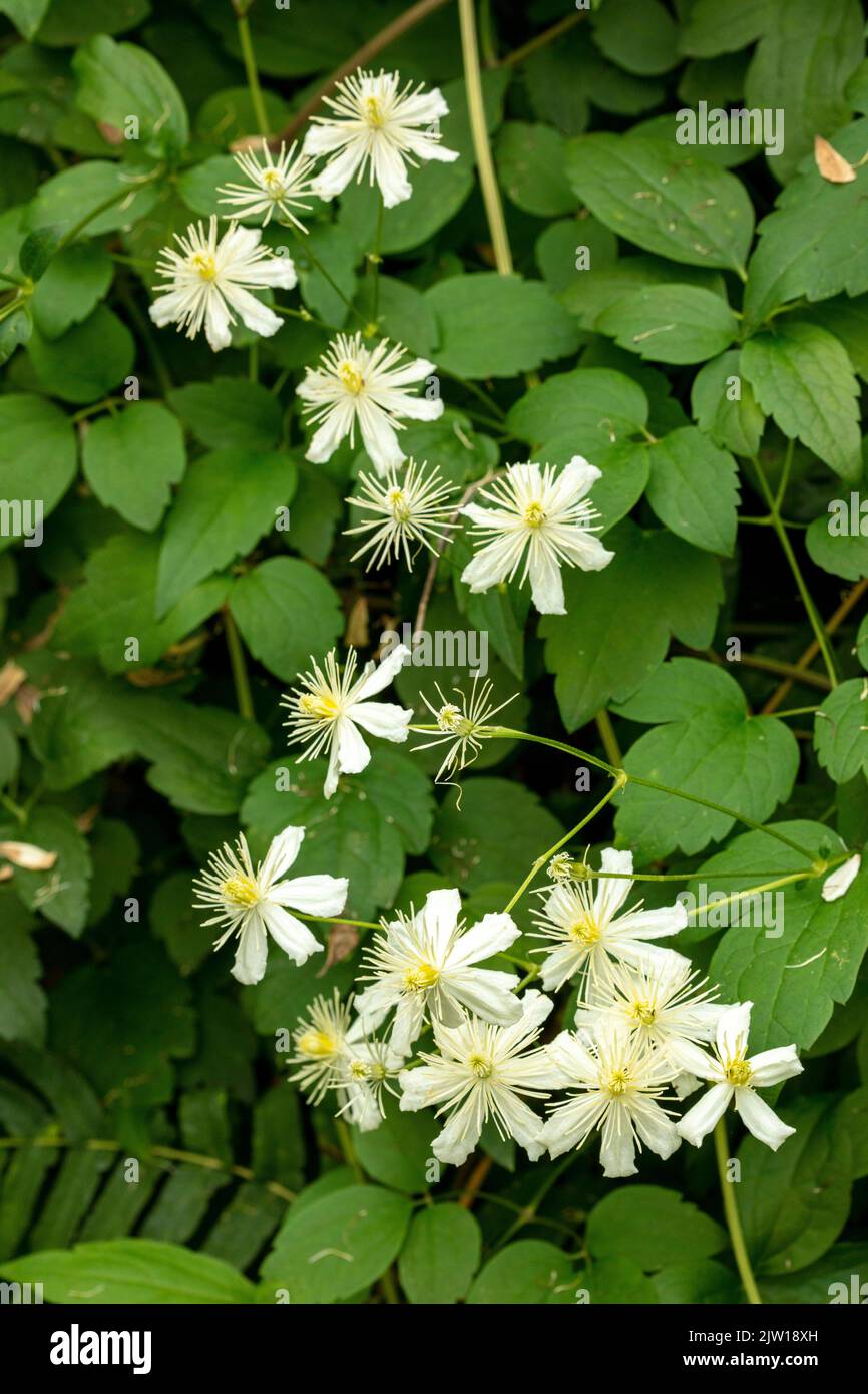 Natural close up plant portrait of Clematis 'Paul Farges’, Clematis ...