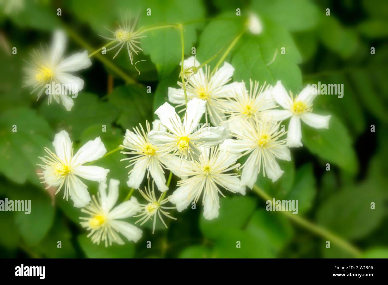 Natural close up plant portrait of Clematis 'Paul Farges’, Clematis ...