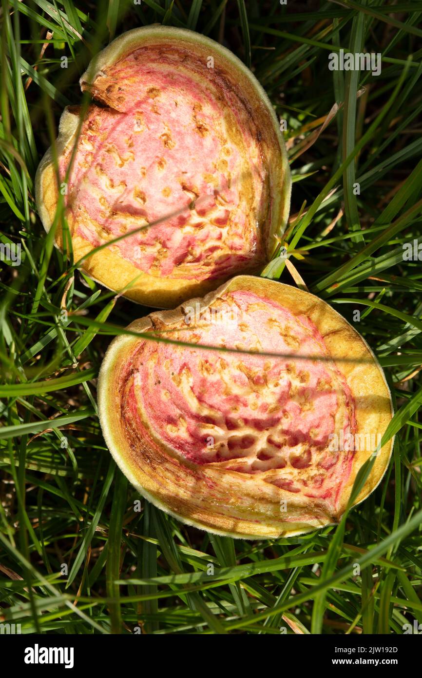 Prunus × persicoides ‘Ingrid’, hybrid almond ‘Ingrid’, Prunus dulcis ...