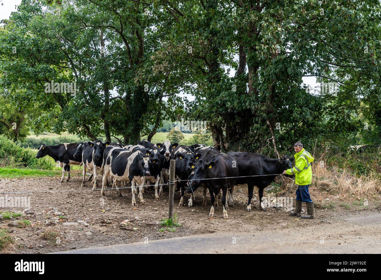 Clonakilty, West Cork, Ireland. 2nd Sep, 2022. Dairy farmer Michael ...
