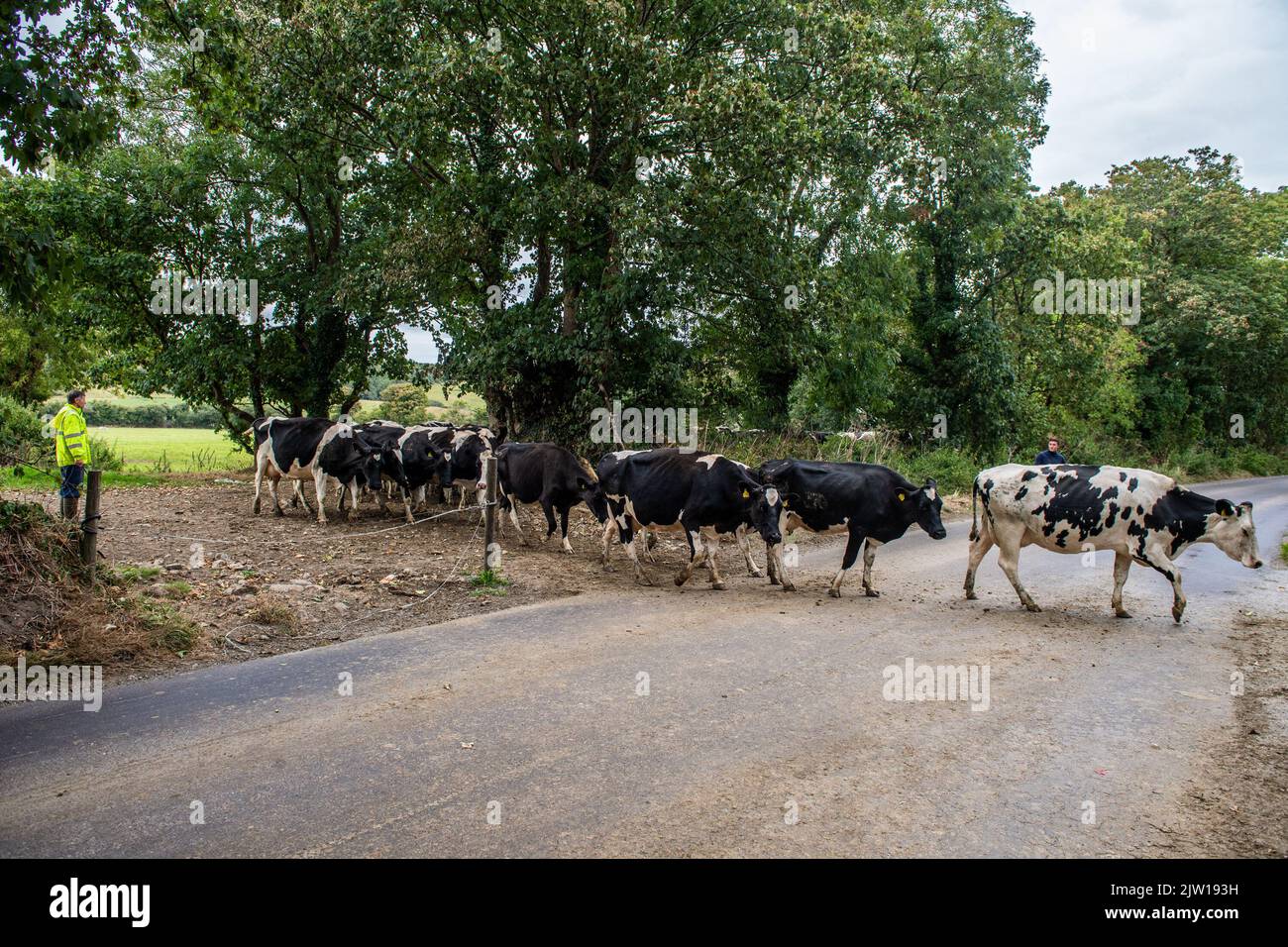Clonakilty, West Cork, Ireland. 2nd Sep, 2022. Dairy farmer Michael ...
