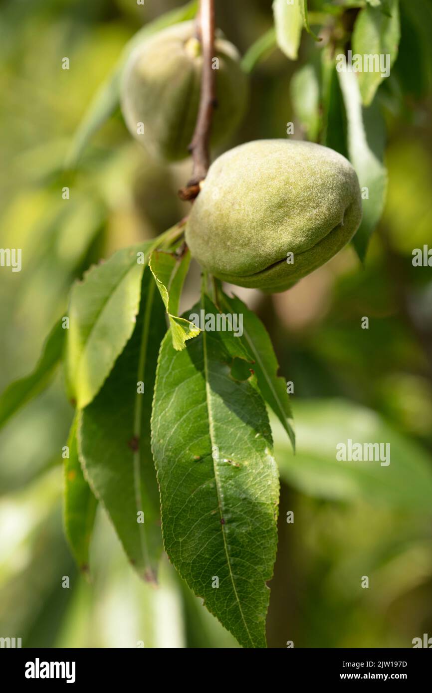 Prunus × persicoides ‘Ingrid’, hybrid almond ‘Ingrid’, Prunus dulcis ...