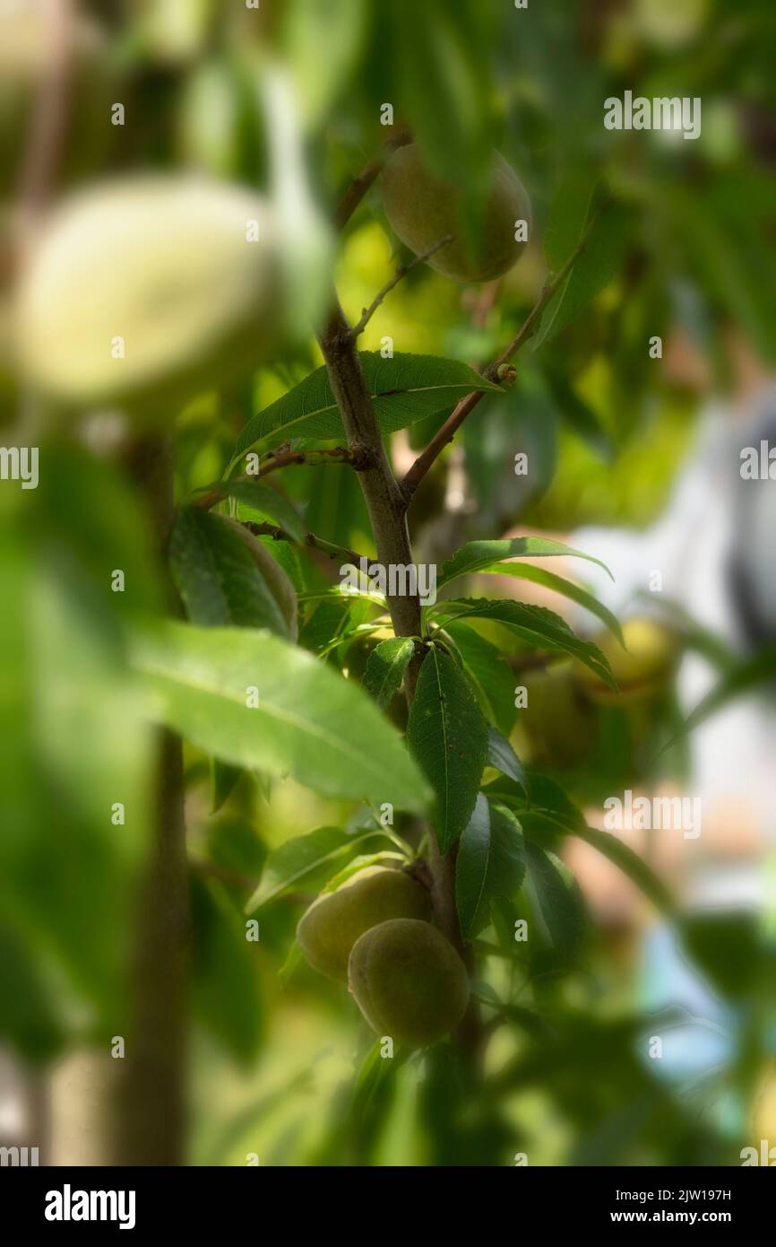 Prunus × persicoides ‘Ingrid’, hybrid almond ‘Ingrid’, Prunus dulcis ...