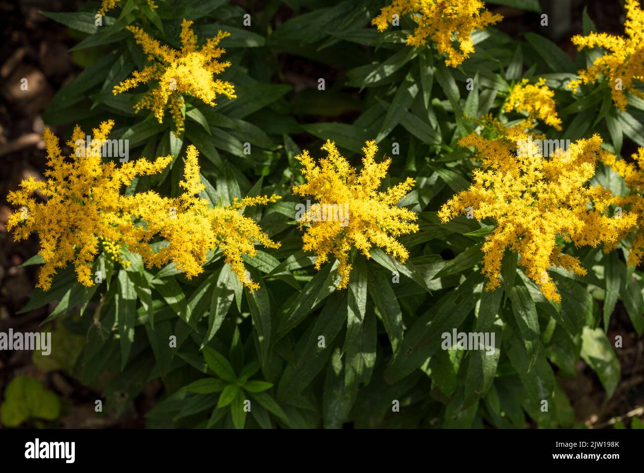 Vibrant Brunnera macrophylla ‘Diane’s, Siberian bugloss 'Diane's Gold ...