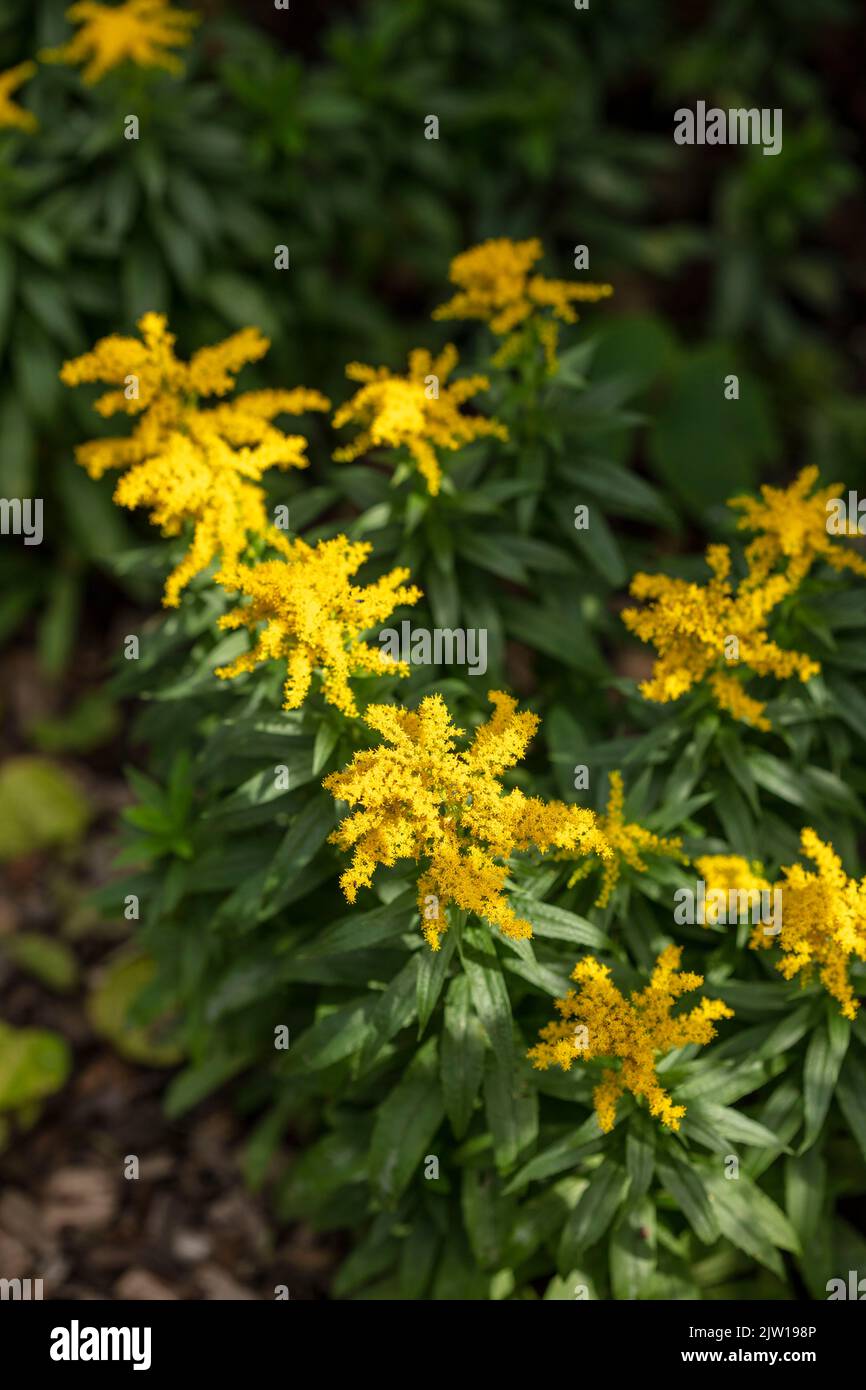 Vibrant Brunnera macrophylla ‘Diane’s, Siberian bugloss 'Diane's Gold ...