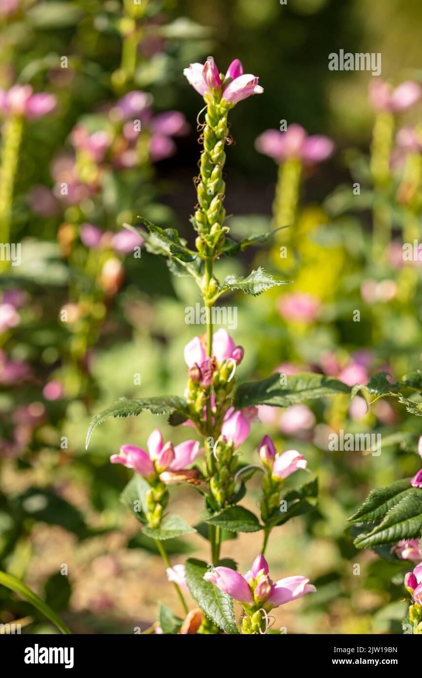 Chelone obliqua, pink turtlehead, red turtlehead, rose turtlehead ...