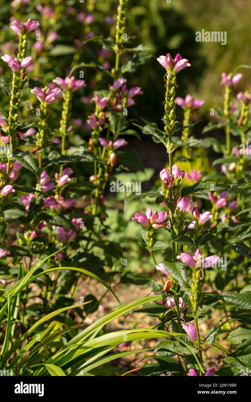 Chelone obliqua, pink turtlehead, red turtlehead, rose turtlehead ...