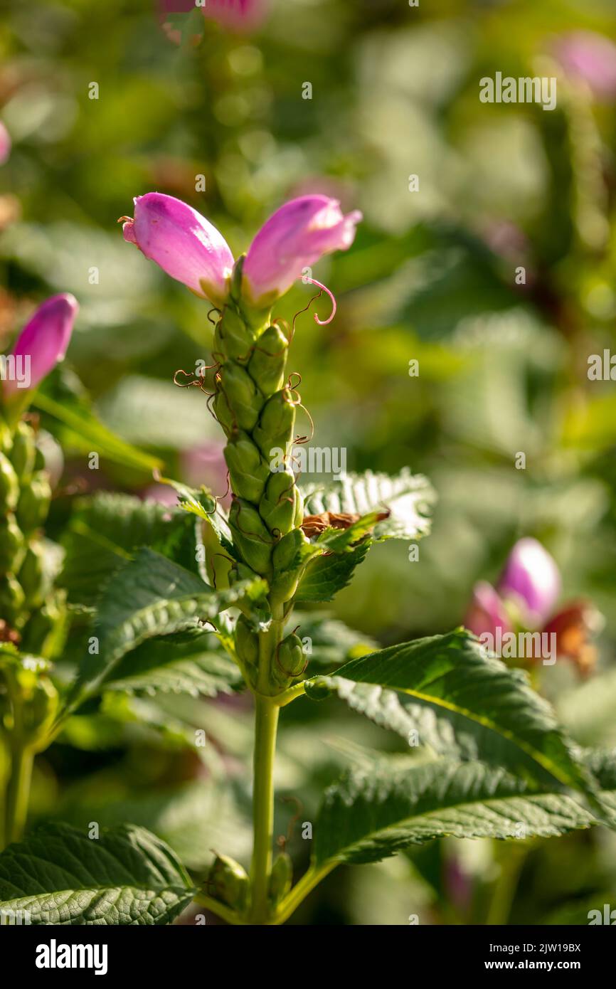 Chelone obliqua, pink turtlehead, red turtlehead, rose turtlehead ...