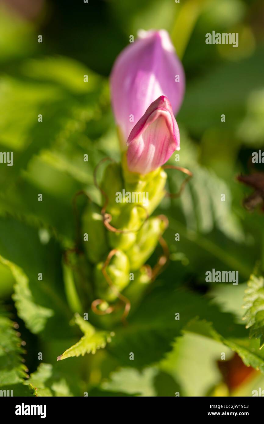 Chelone obliqua, pink turtlehead, red turtlehead, rose turtlehead ...