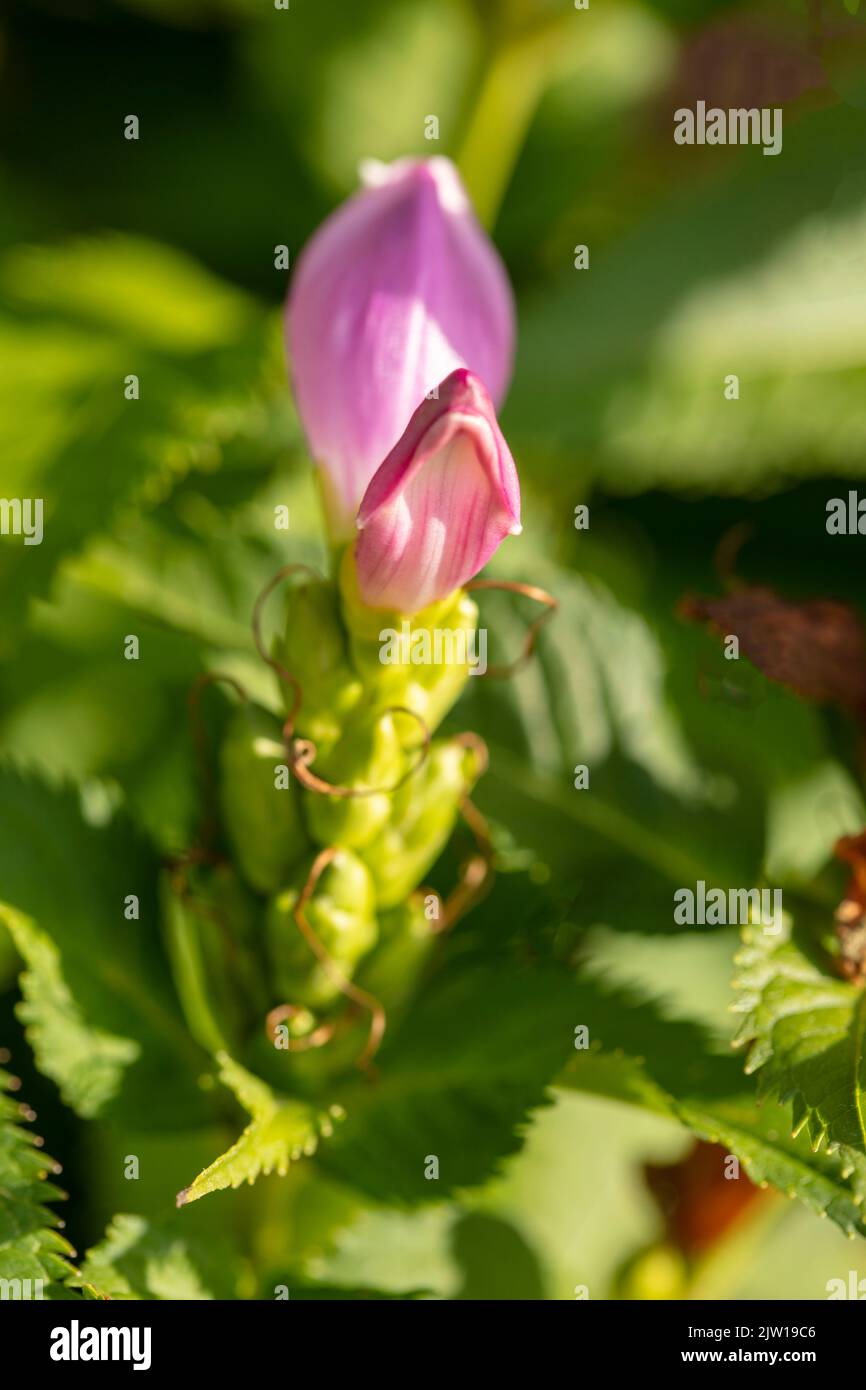 Chelone obliqua, pink turtlehead, red turtlehead, rose turtlehead ...