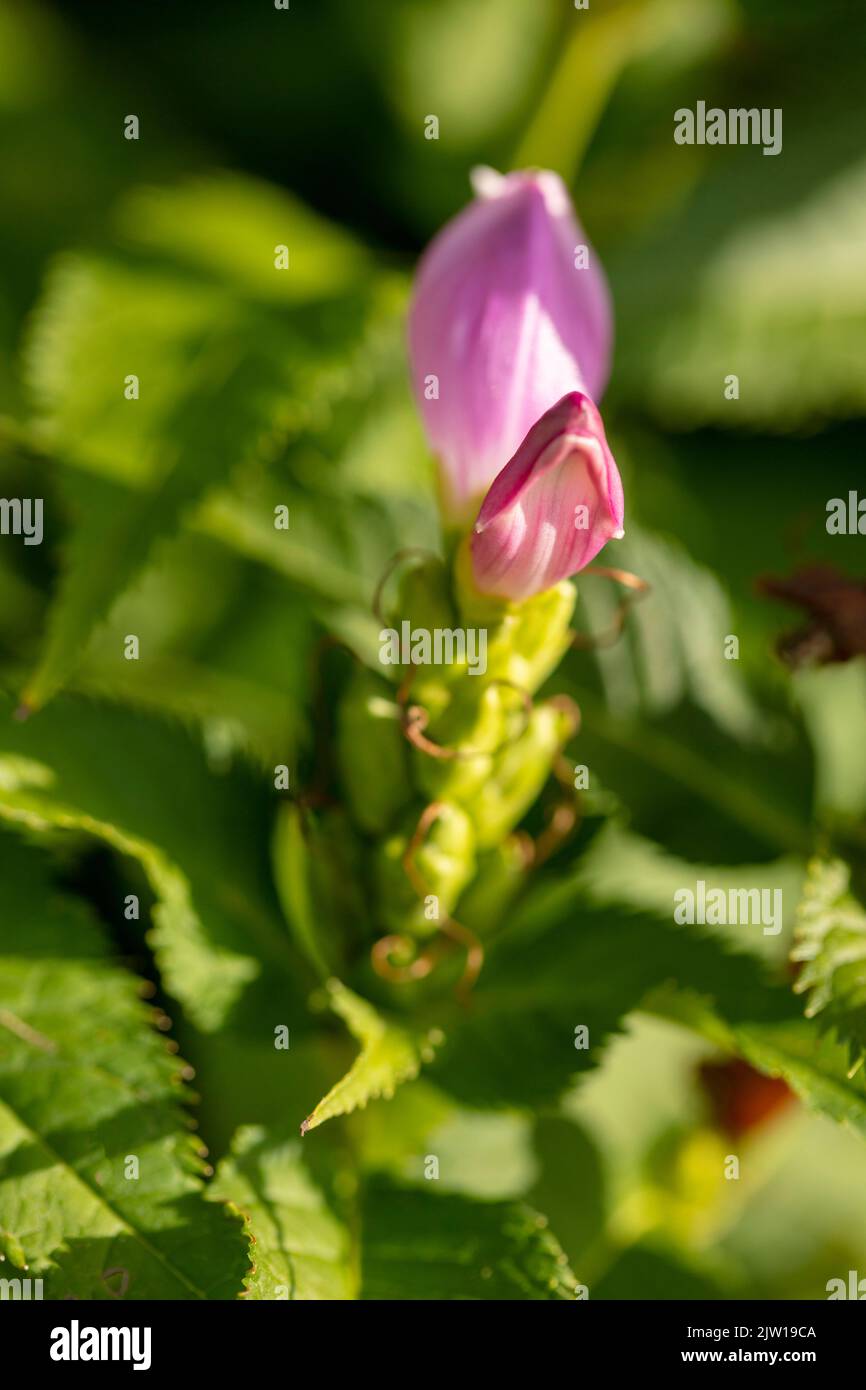 Chelone obliqua, pink turtlehead, red turtlehead, rose turtlehead ...