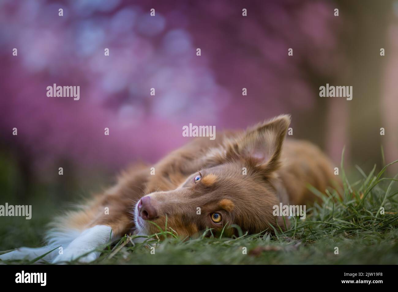 A brown and white Australian Shepherd in the forest with pink cherry ...