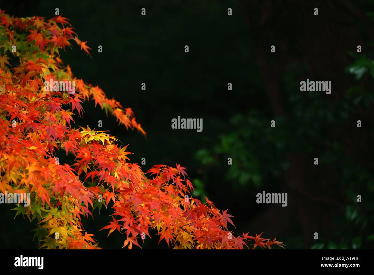A close up background material photo of the autumn leaves of Japanese ...