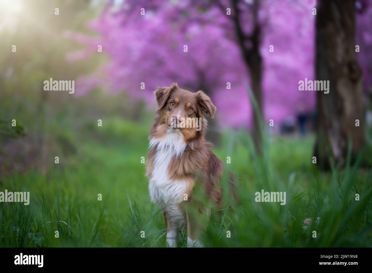 A brown and white Australian Shepherd in the forest with pink cherry ...