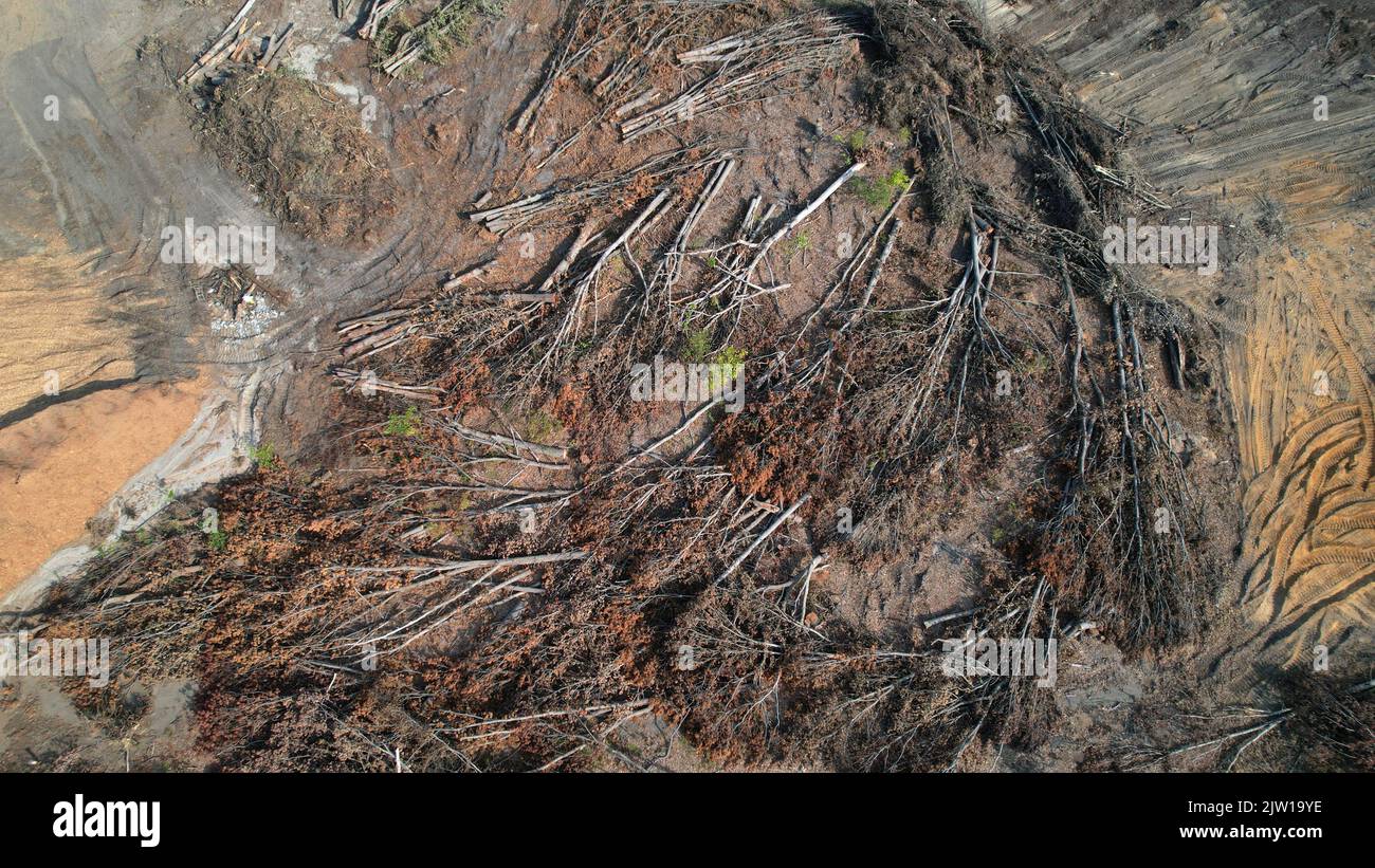 Construction site showing a bunch of cut down trees Stock Photo - Alamy
