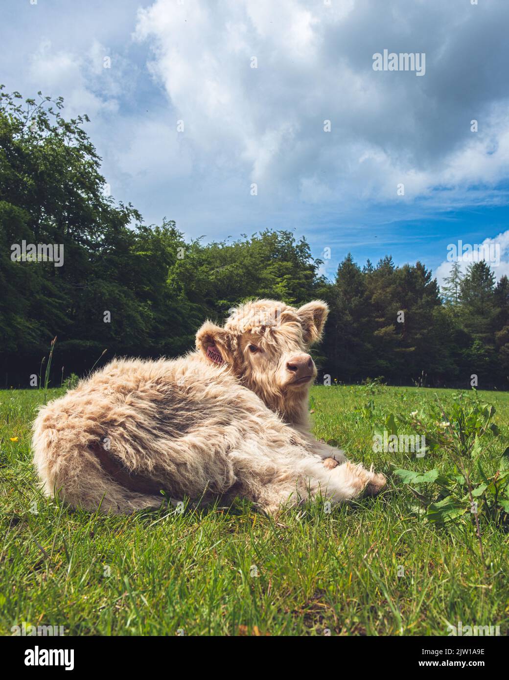 A Scottish Highland Cow Calf laying on grass meadow field against trees ...