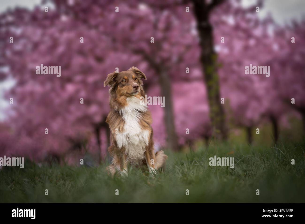 A brown and white Australian Shepherd in the forest with pink cherry ...
