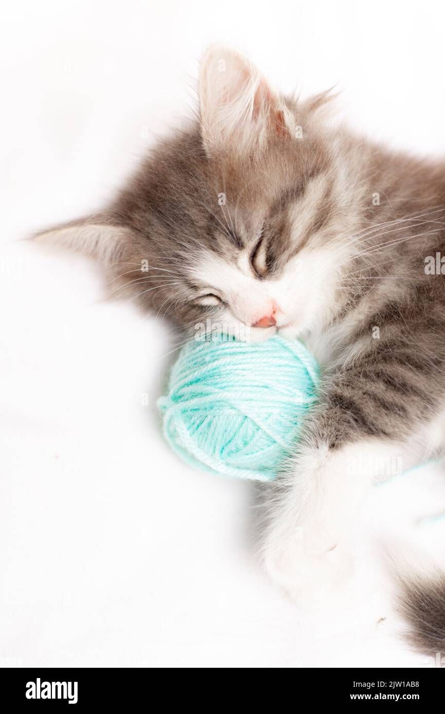Striped cat with blue balls, skeins of thread on a white bed. An ...