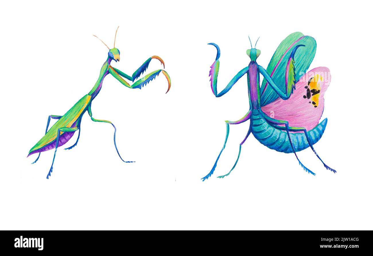 Colorful green mantis. Hand drawn illustration isolated on white ...