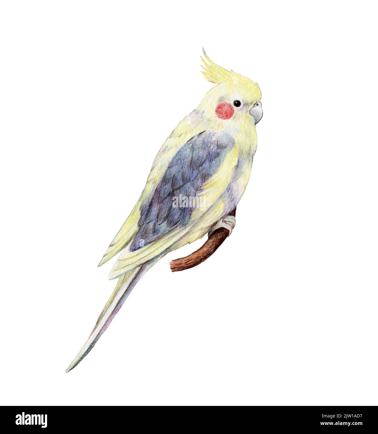 Yellow parrot corella isolated on white background, cockatiel parrot ...