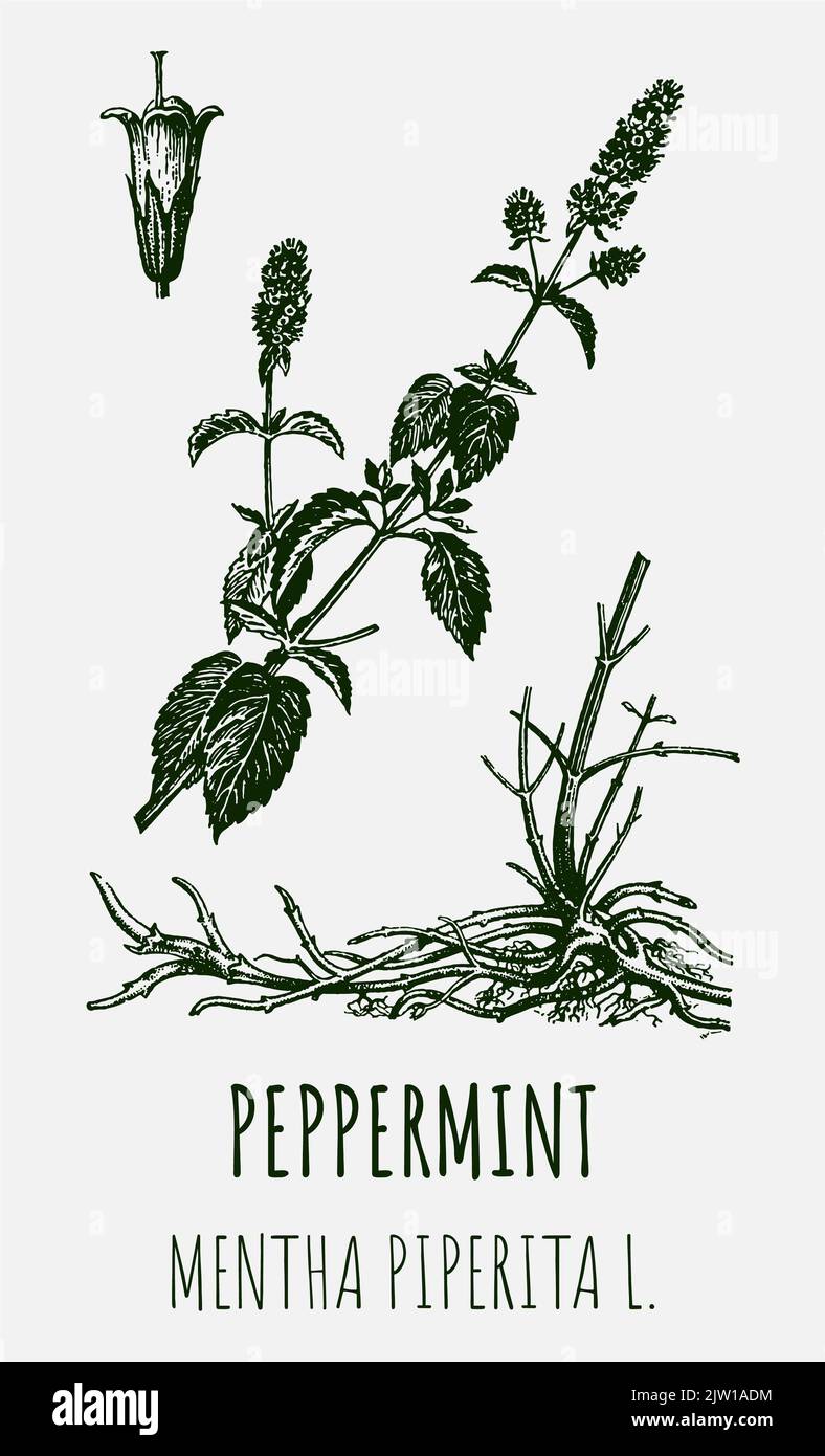 Vector drawings of peppermint. Hand drawn illustration. Latin name ...