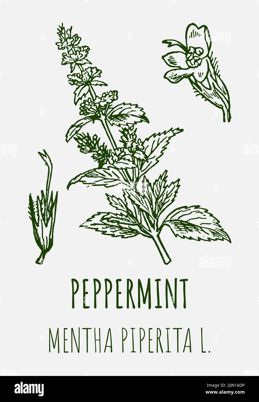 Vector drawings of peppermint. Hand drawn illustration. Latin name ...
