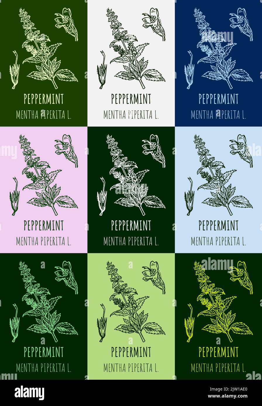Set of vector drawings of peppermint in different colors. Hand drawn ...