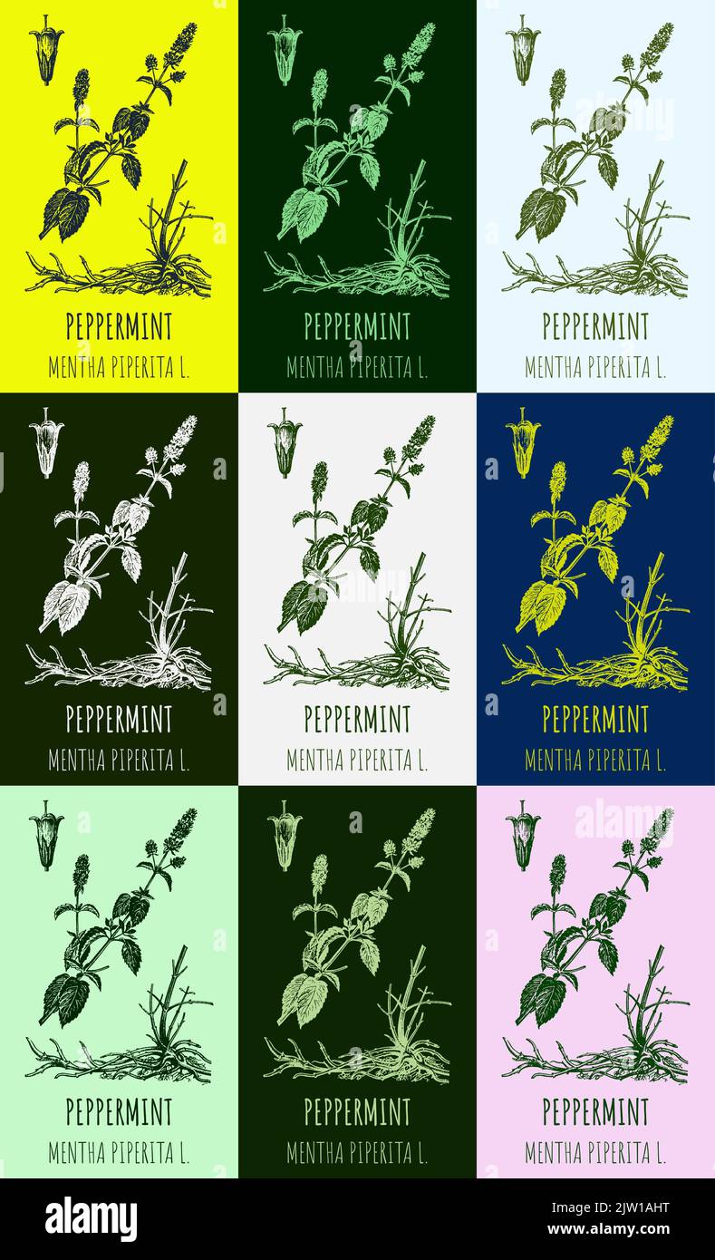 Set of vector drawings of peppermint in different colors. Hand drawn ...