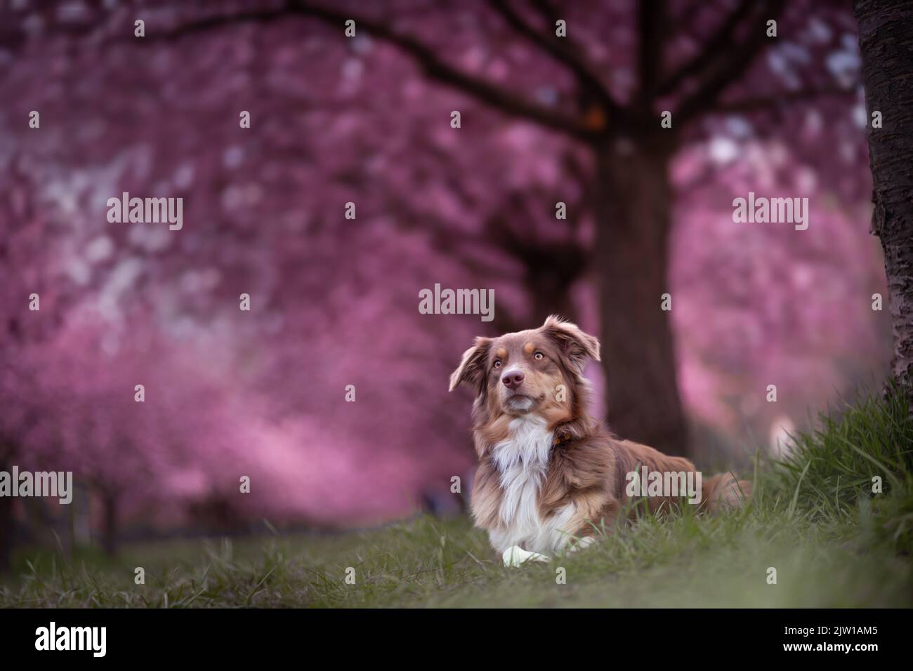 A brown and white Australian Shepherd in the forest with pink cherry ...