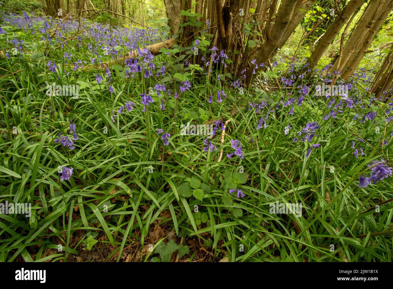 Natural environmental portrait of common Bluebells in an English ...