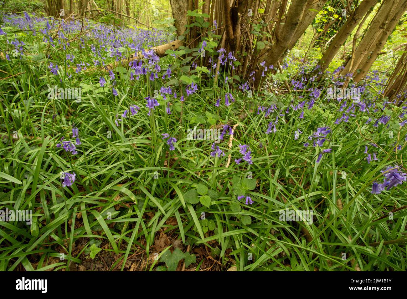 Natural environmental portrait of common Bluebells in an English ...